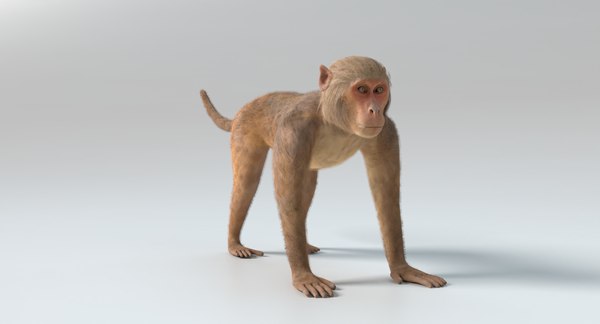 modelo 3d Mono 2 - TurboSquid 1361251