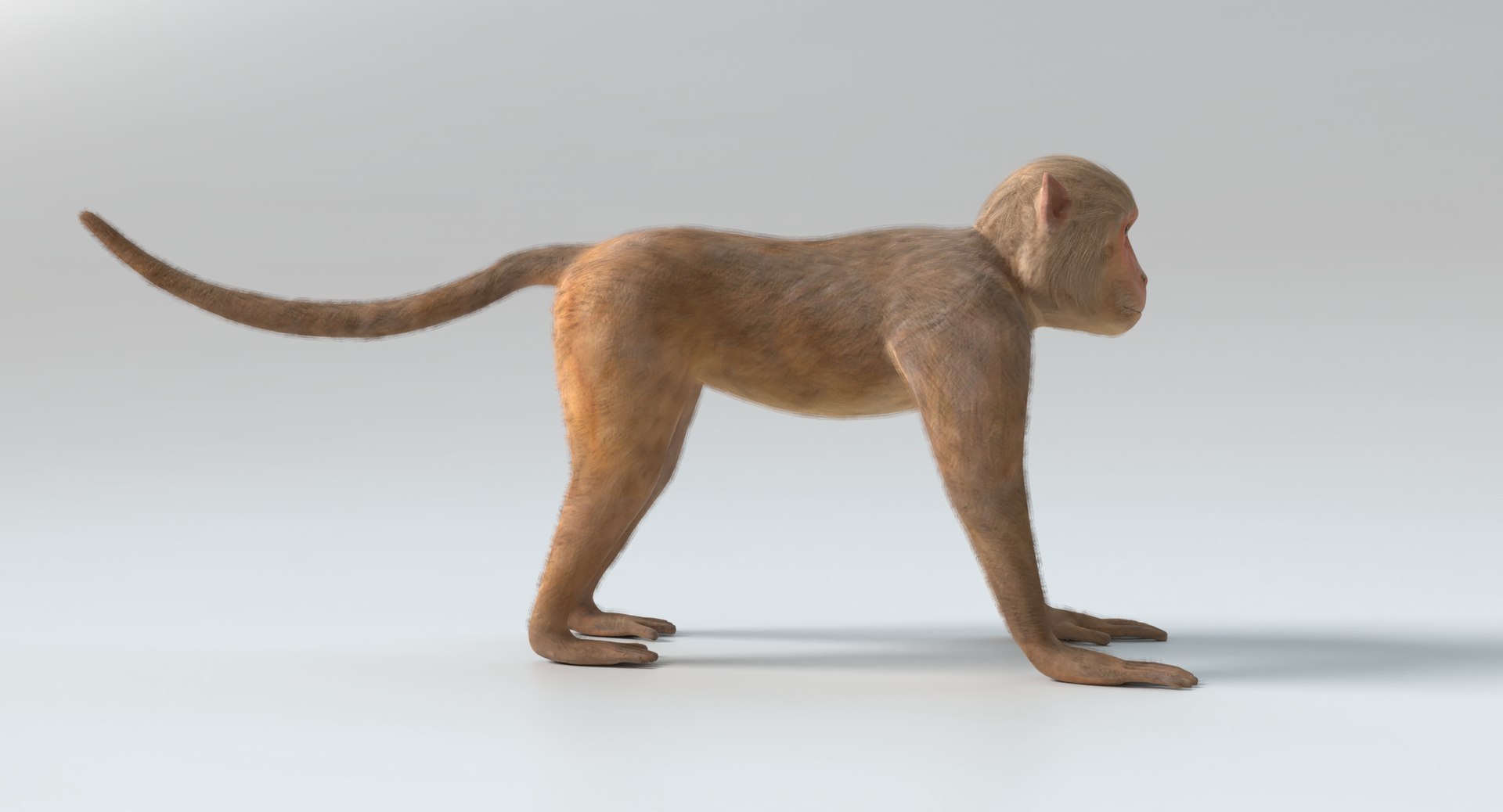 Monkey Pbr Polys 3D Model - TurboSquid 1361251