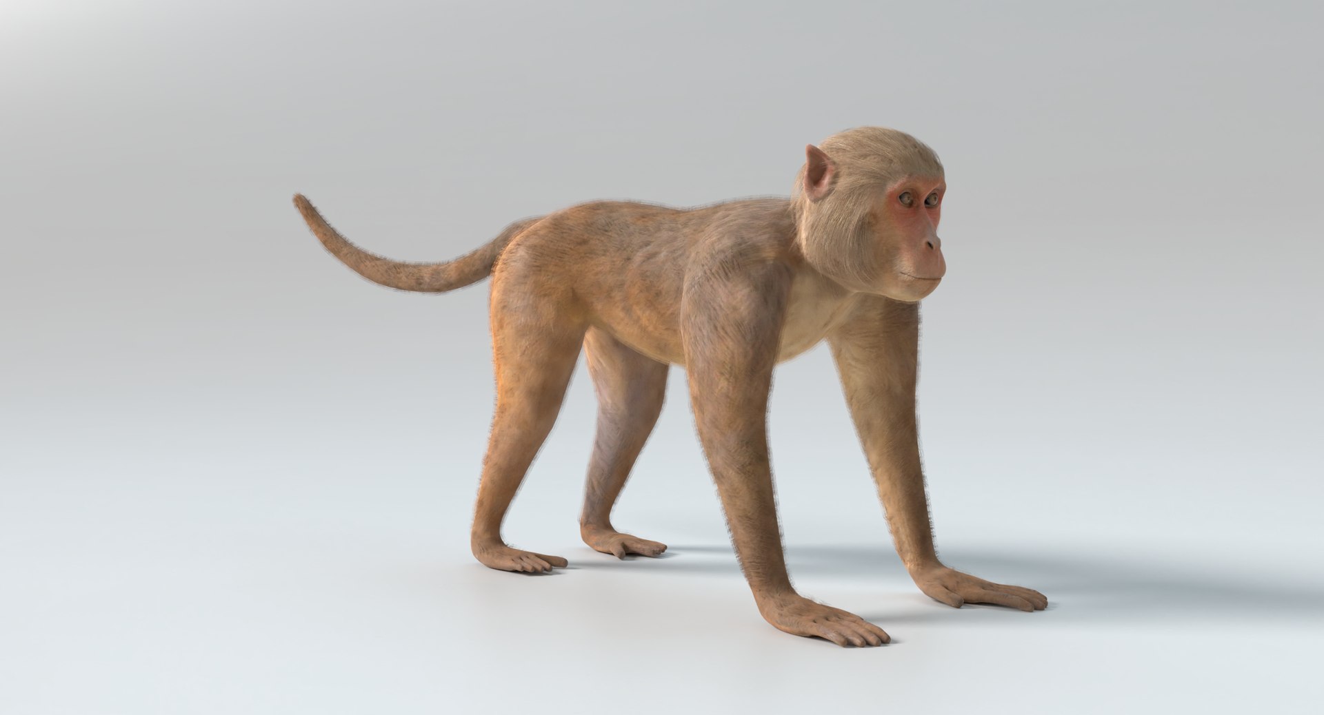 Monkey Pbr Polys 3D Model - TurboSquid 1361251
