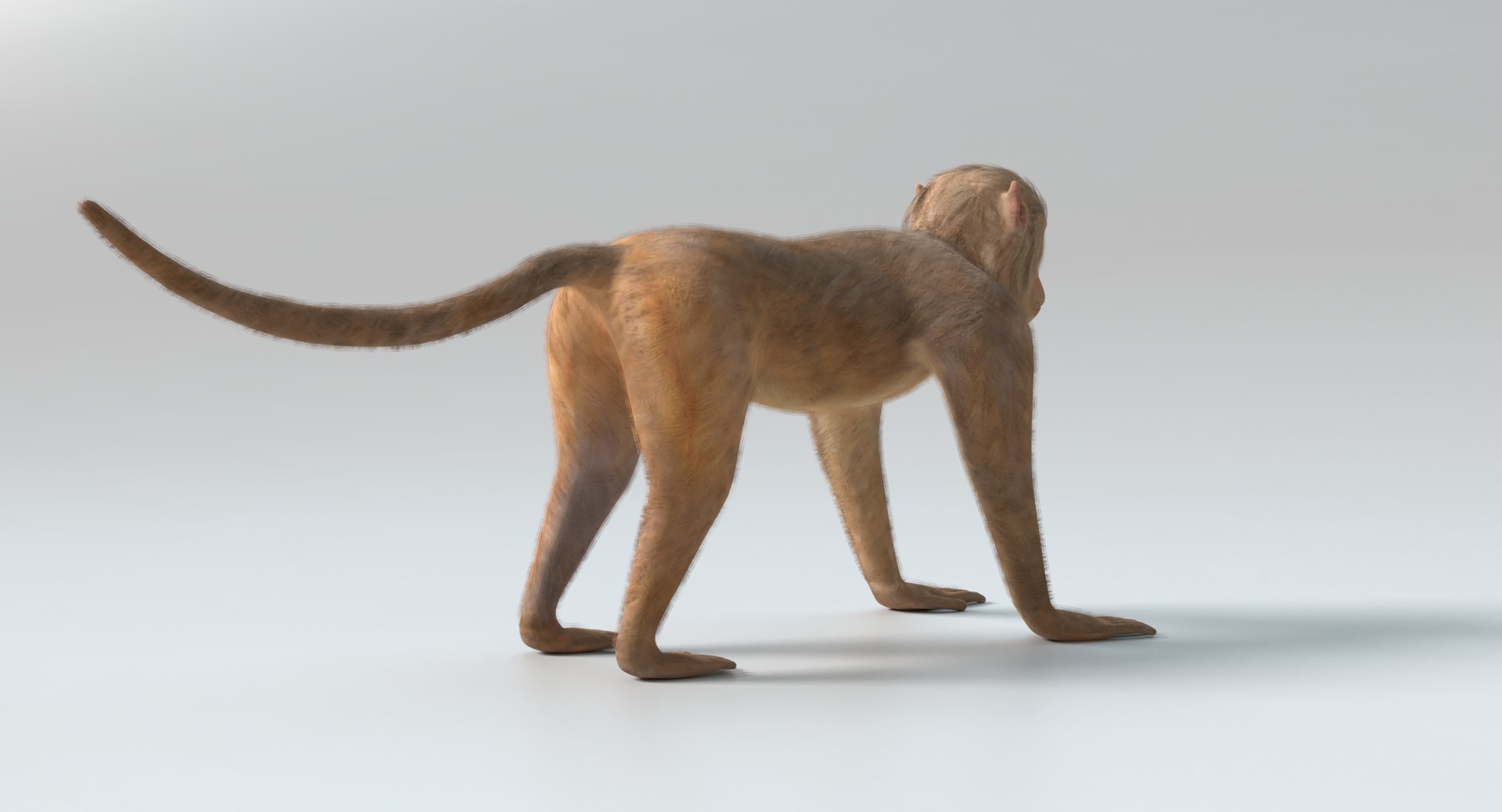 Monkey Pbr Polys 3D Model - TurboSquid 1361251