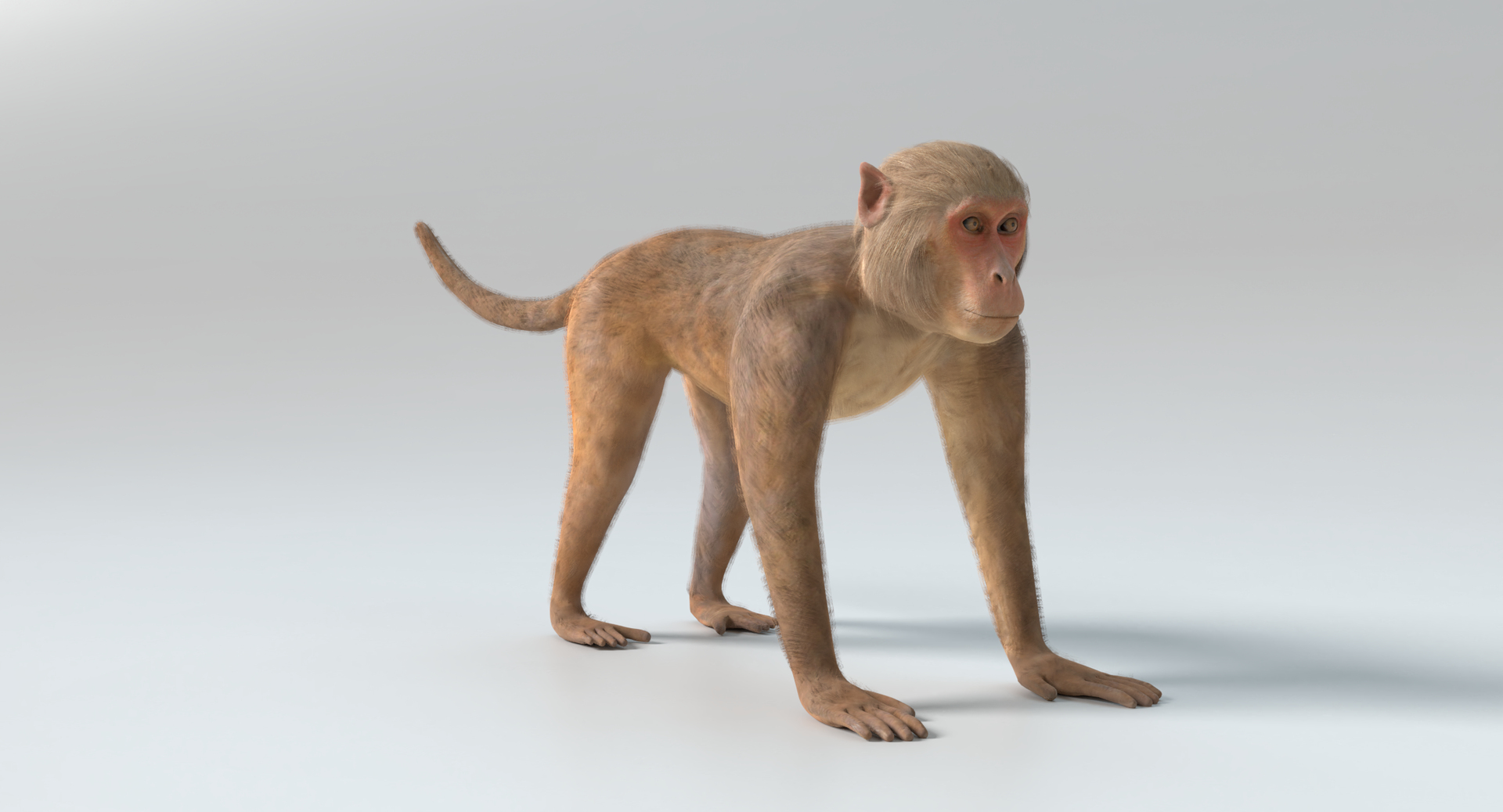 Monkey Pbr Polys 3D Model - TurboSquid 1361251
