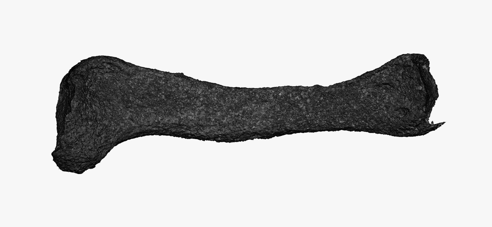 Domestic Dog Hyoid Apparatus Epihyoid Bone 01 RAW Scan 3D Model ...