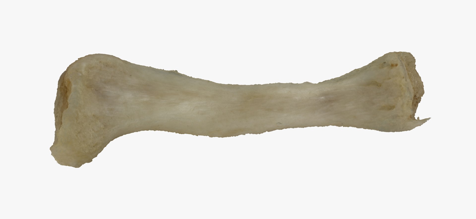 Domestic Dog Hyoid Apparatus Epihyoid Bone 01 RAW Scan 3D Model ...