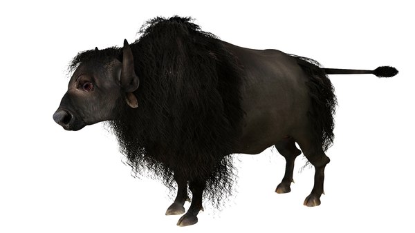 Yak 3D Models for Download | TurboSquid