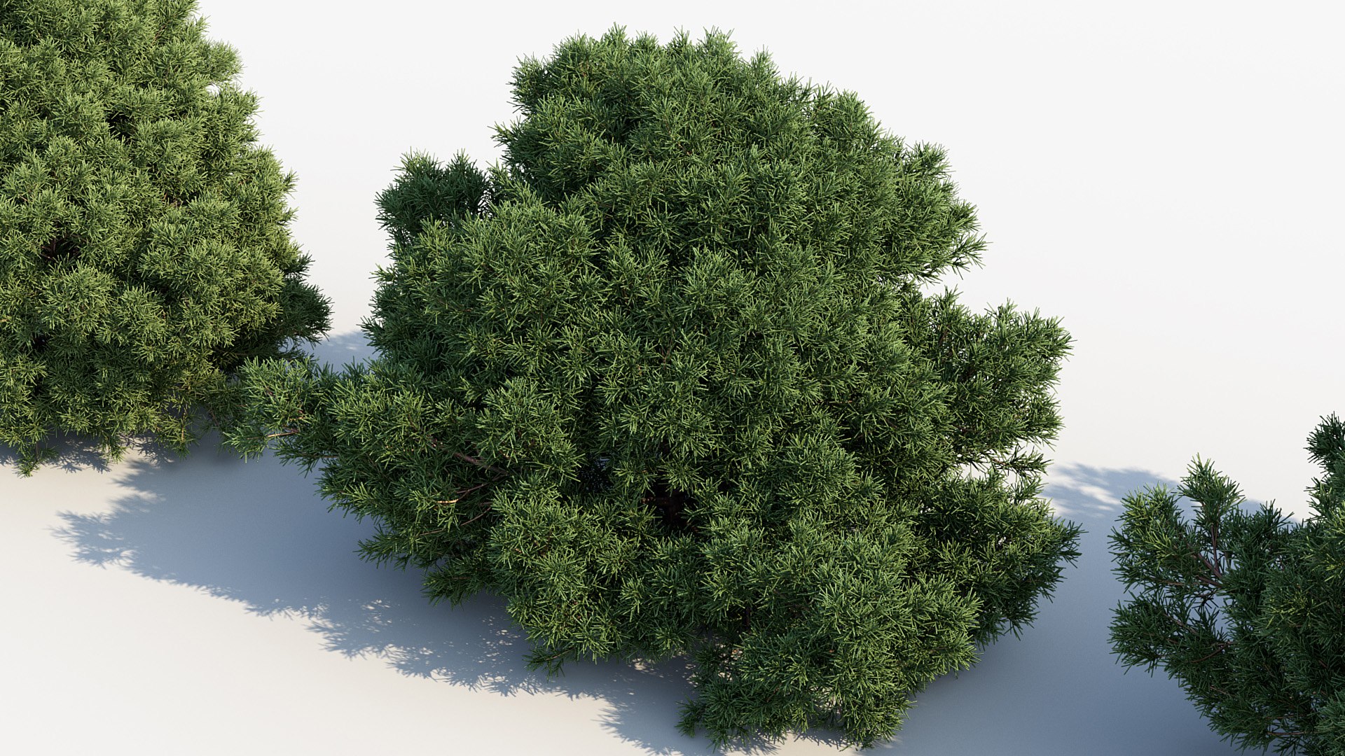 3D Juniperus Phoenicea Phoenician Juniper - TurboSquid 2049963