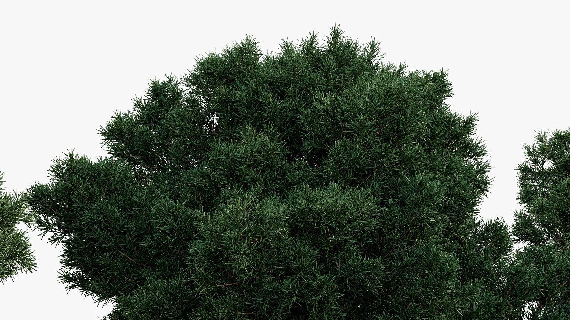 3D Juniperus Phoenicea Phoenician Juniper - TurboSquid 2049963