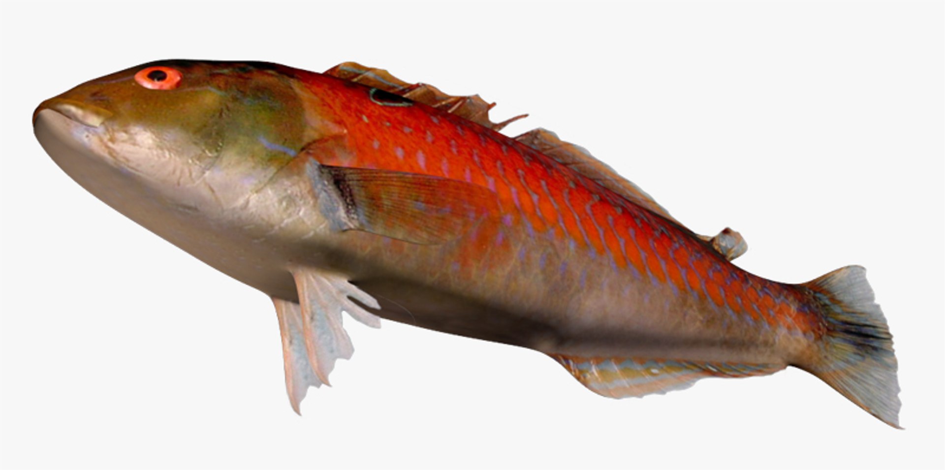 3D Saltwater Fish Collection 16 - TurboSquid 1837035