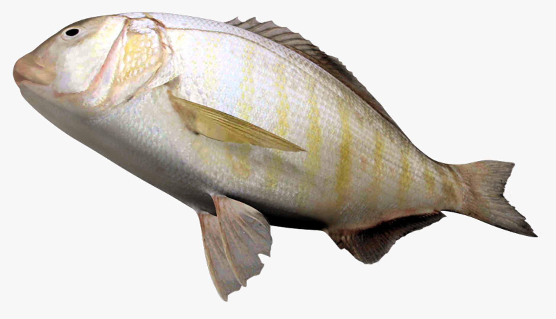 3D Saltwater Fish Collection 16 - TurboSquid 1837035