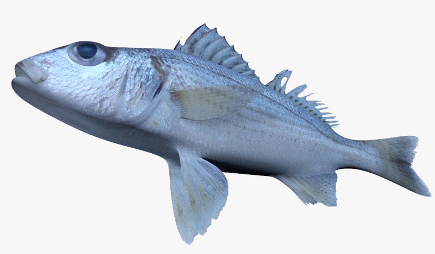 3D Saltwater Fish Collection 16 - TurboSquid 1837035