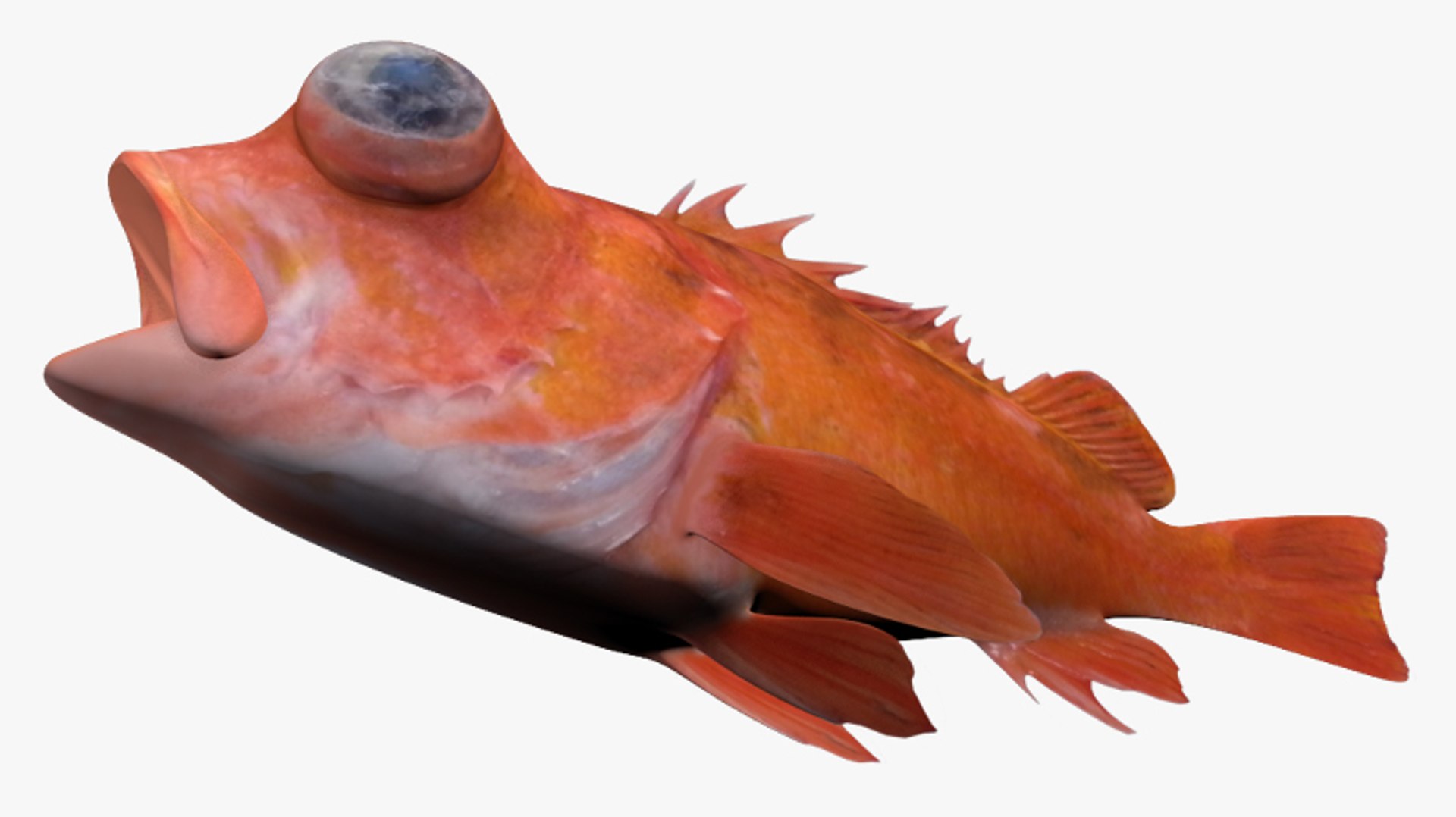 3D Saltwater Fish Collection 16 - TurboSquid 1837035