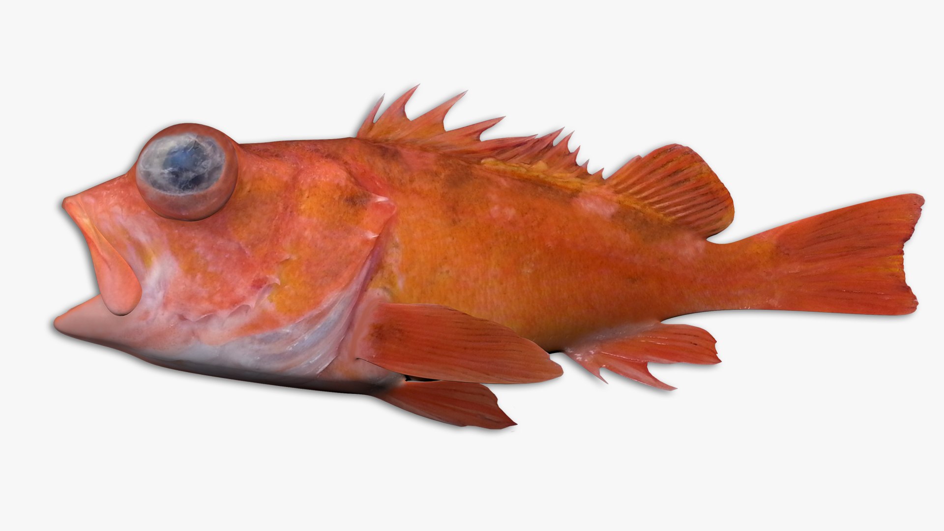 3D Saltwater Fish Collection 16 - TurboSquid 1837035