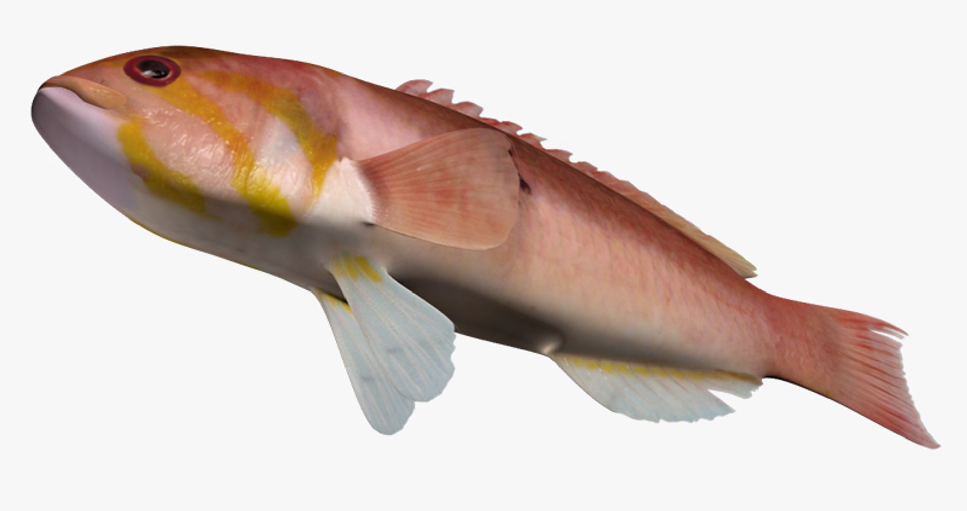 3D Saltwater Fish Collection 16 - TurboSquid 1837035