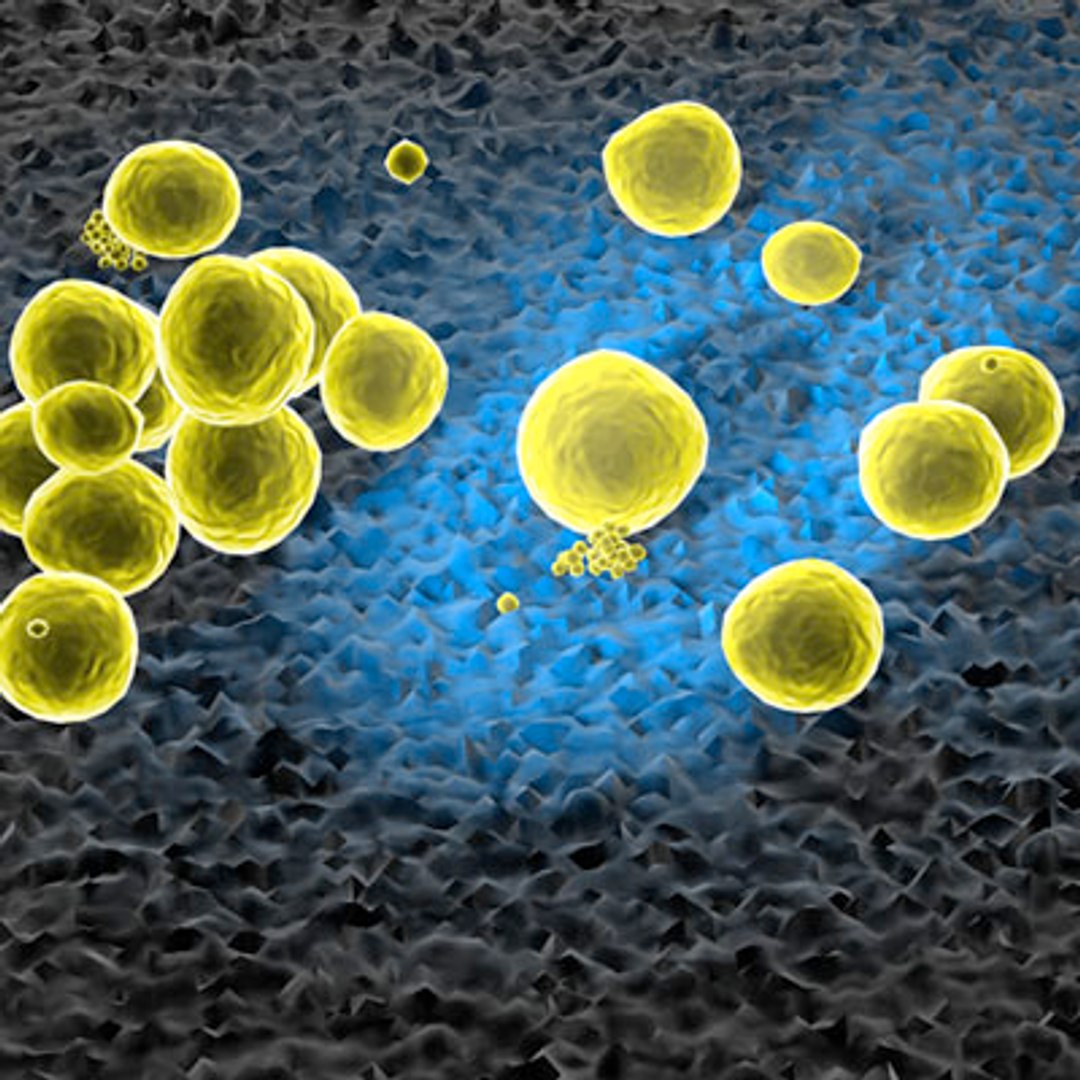 3d Staphylococcus Bacteria Model