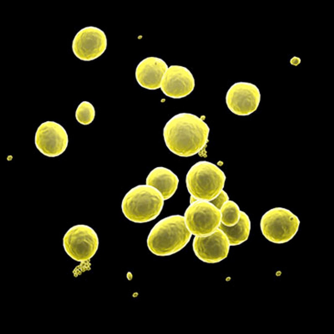 3d Staphylococcus Bacteria Model