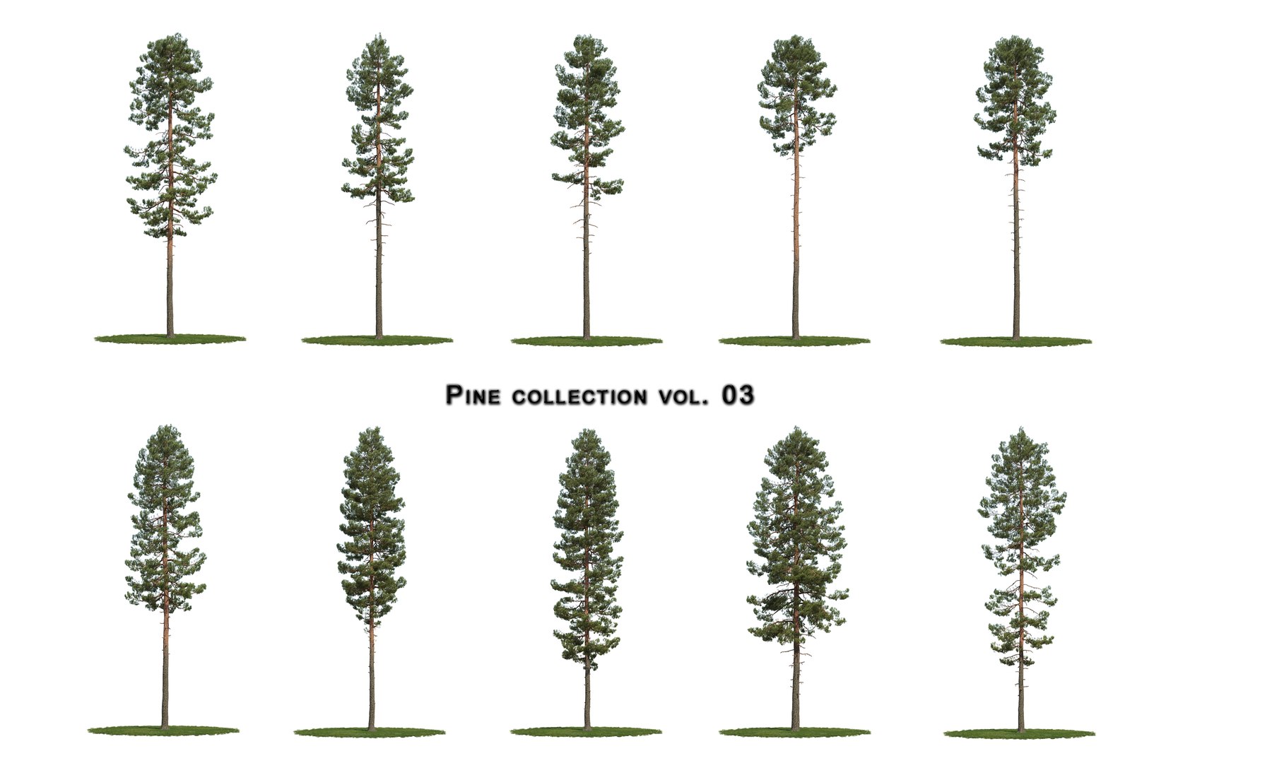Pine Pine-trees Tree 3D - TurboSquid 1252053