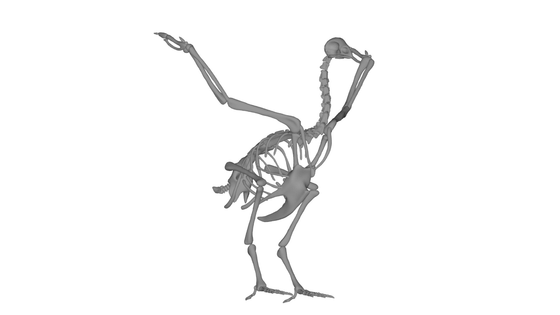 3D Bird Skeleton Model - TurboSquid 1873292