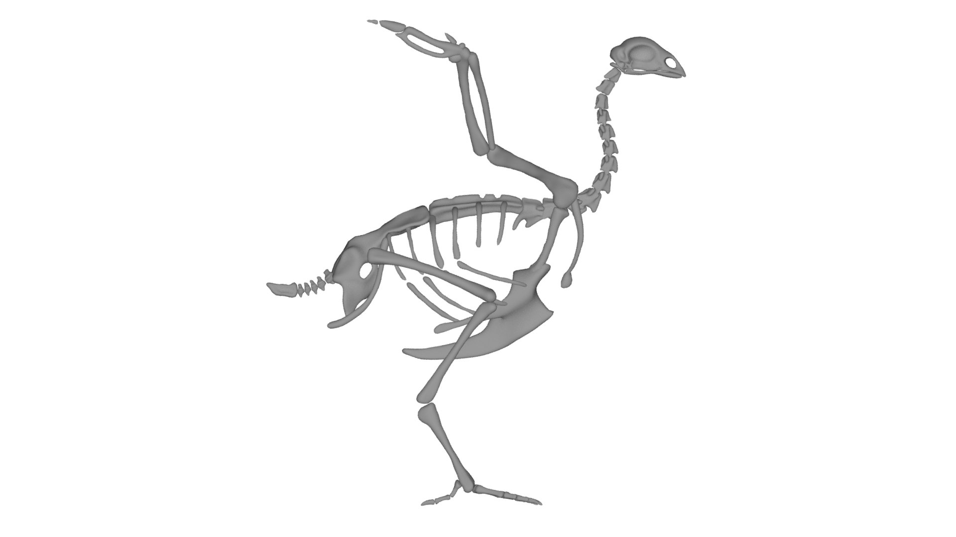 3D Bird Skeleton Model - TurboSquid 1873292