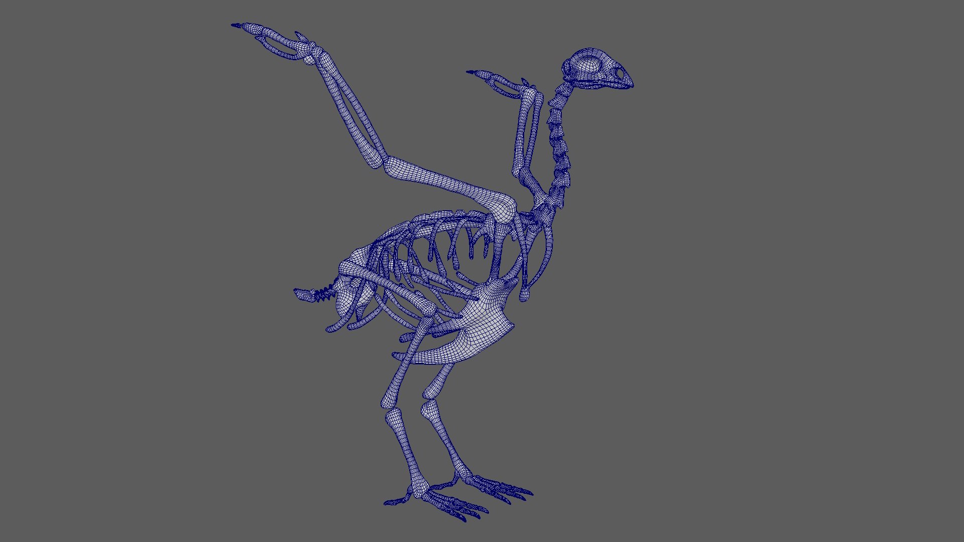 3D Bird Skeleton Model - TurboSquid 1873292