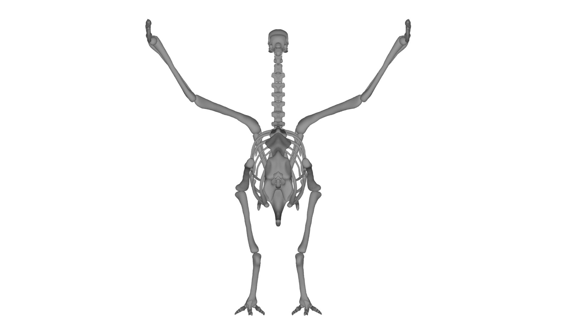 3D Bird Skeleton Model - TurboSquid 1873292