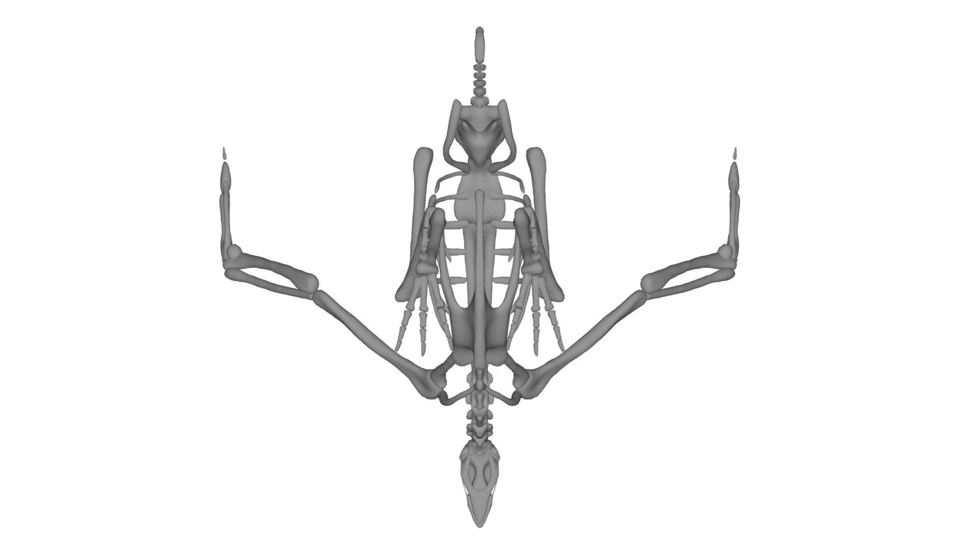 3D Bird Skeleton Model - TurboSquid 1873292