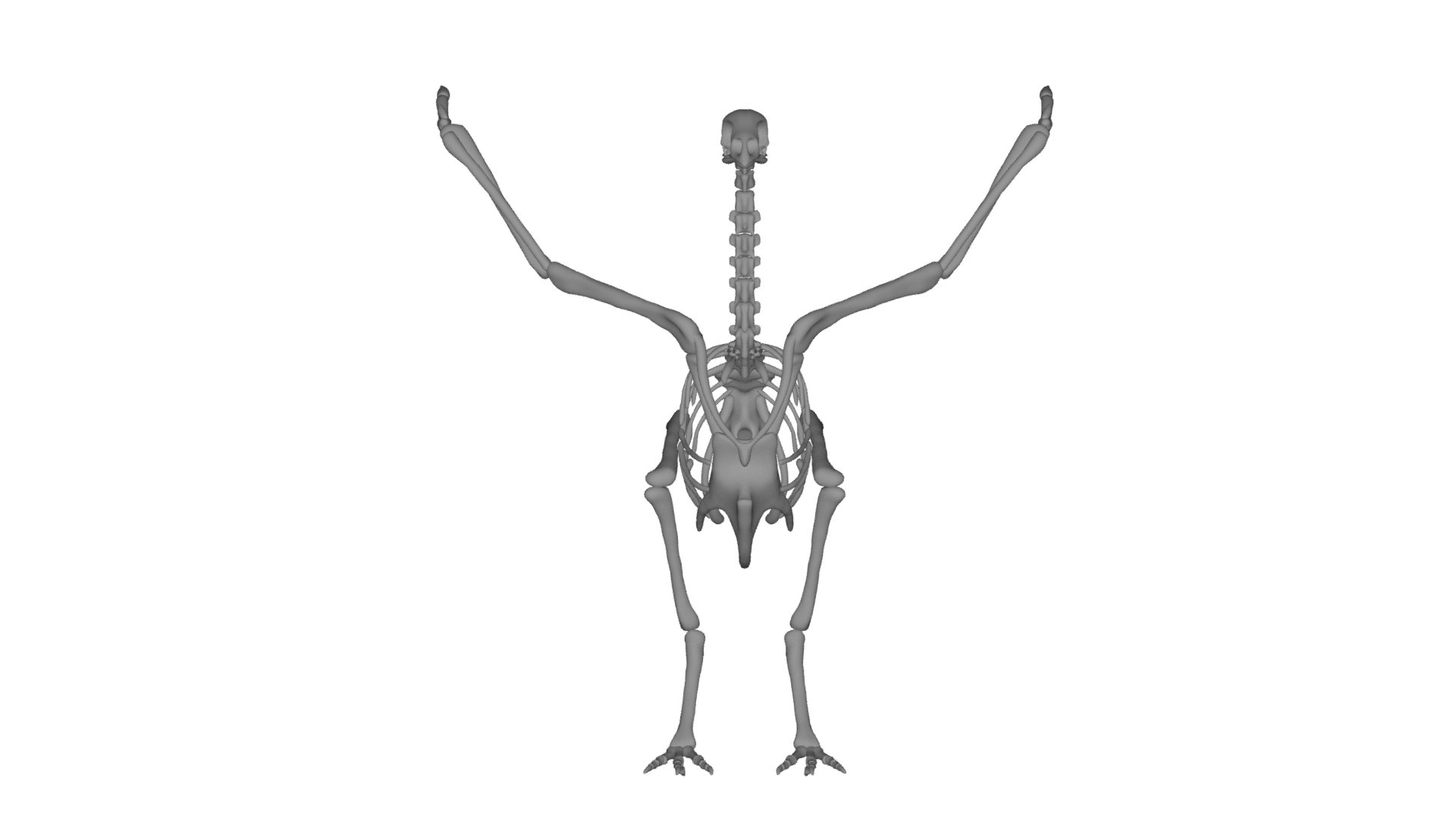 3D Bird Skeleton Model - TurboSquid 1873292