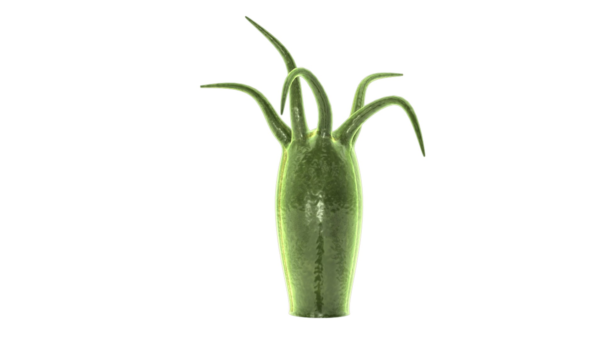 3d Model Cnideria Phylum Species