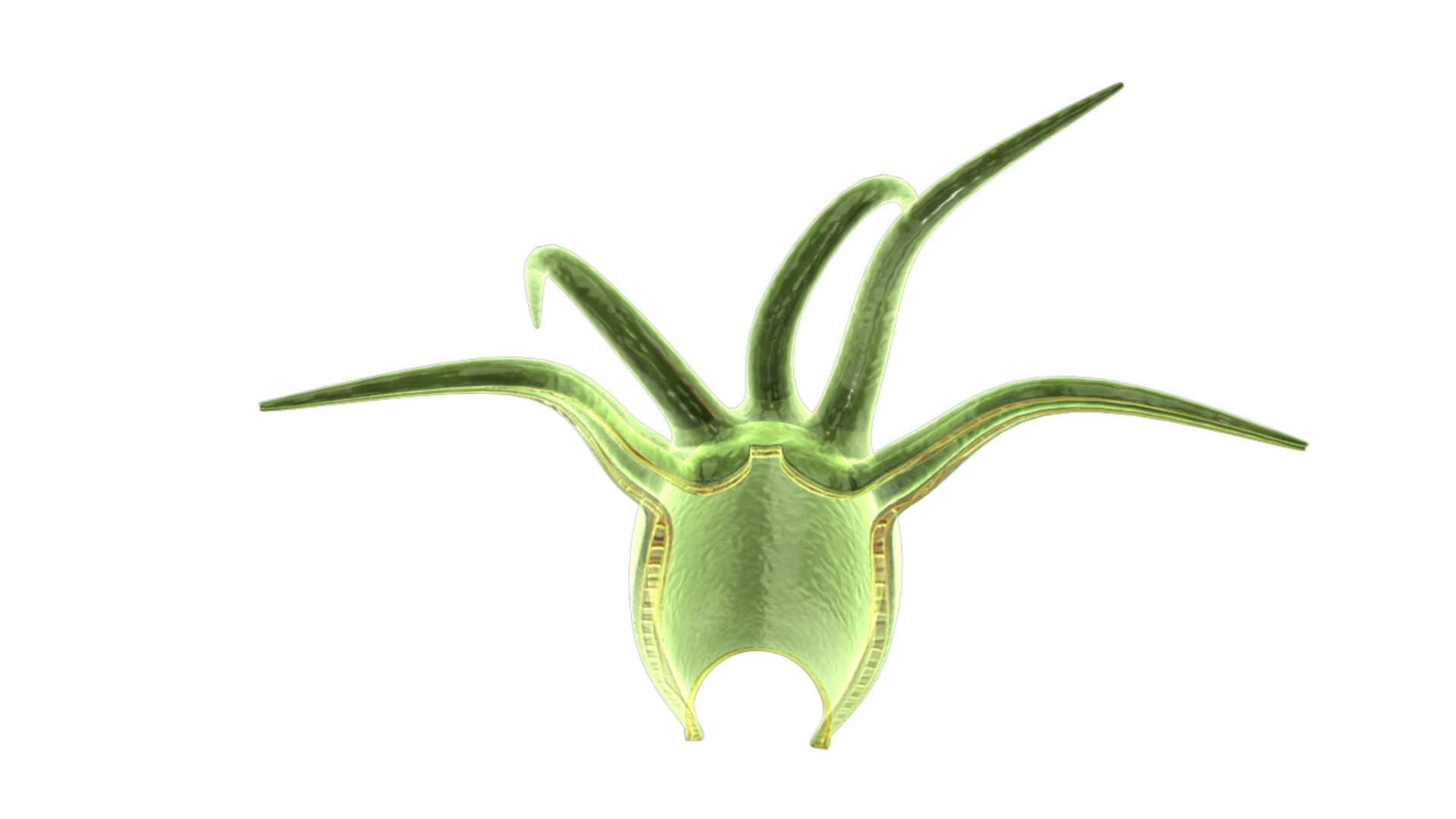 3d Model Cnideria Phylum Species