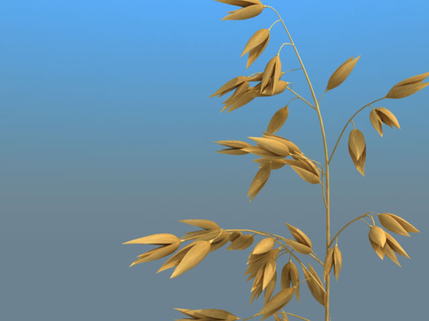 3d Model Of Oats