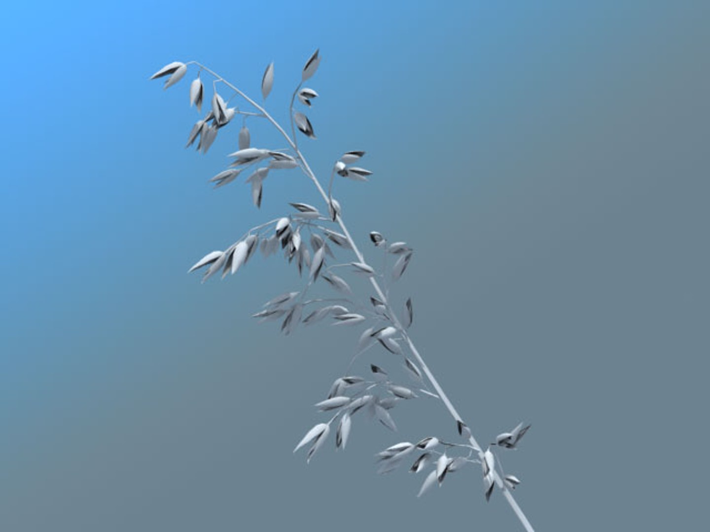 3d Model Of Oats