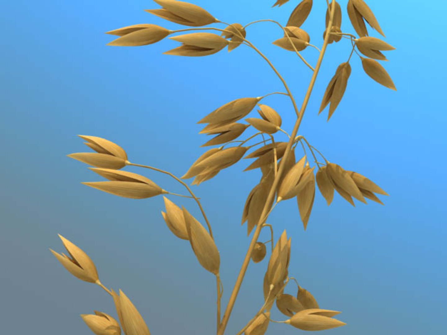 3d Model Of Oats