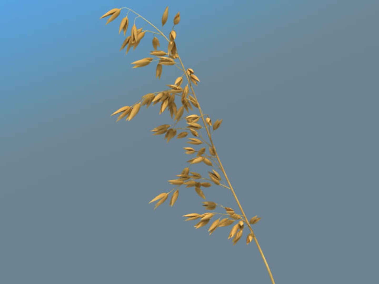 3d Model Of Oats