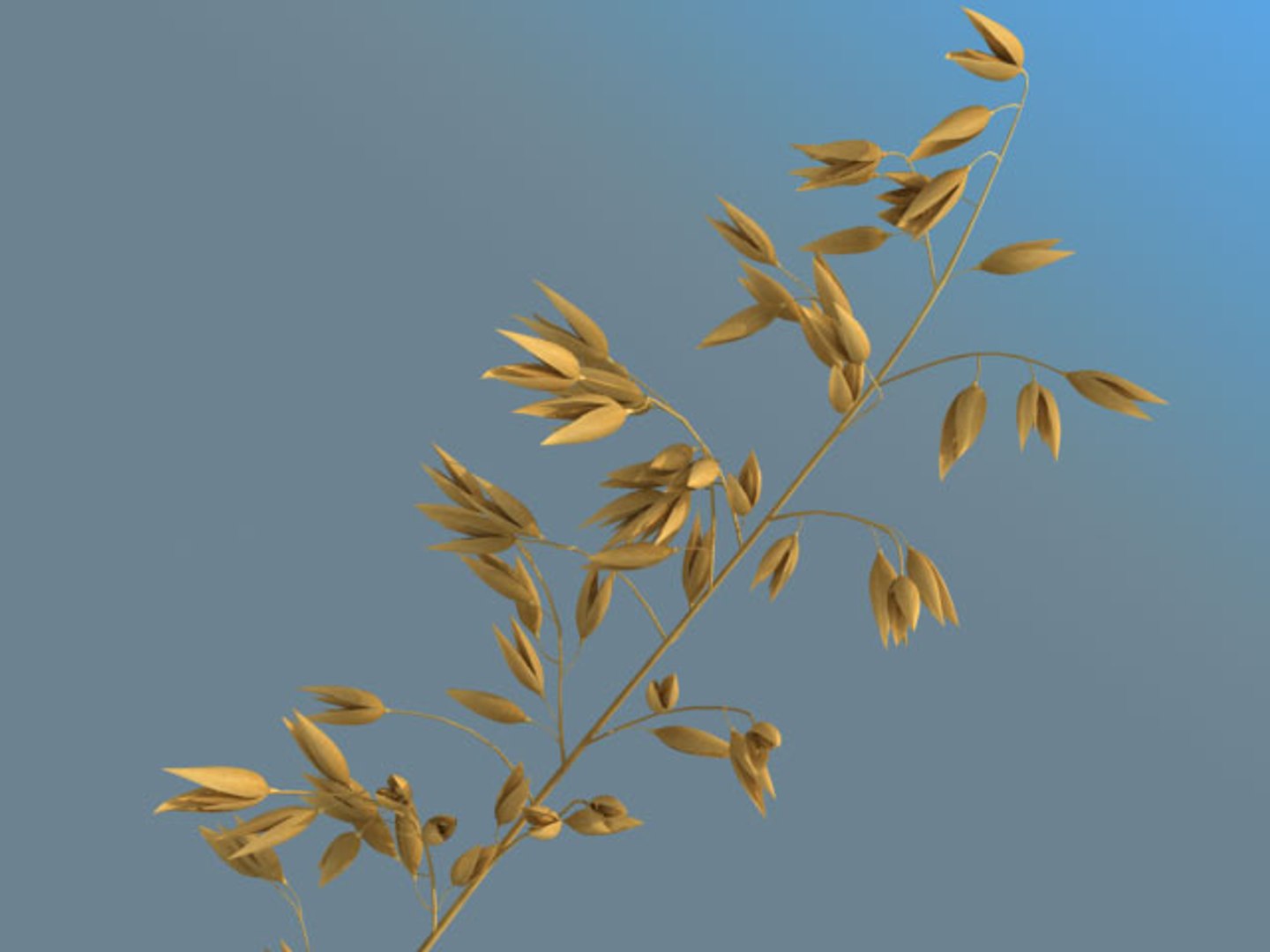 3d Model Of Oats