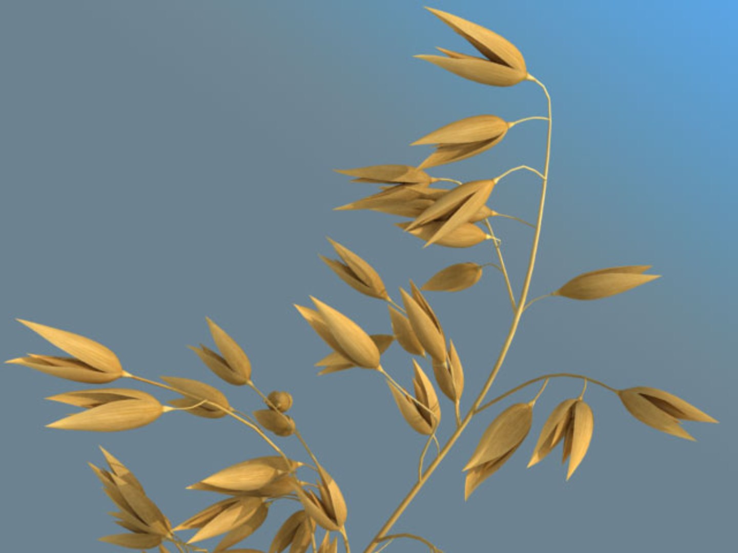 3d Model Of Oats