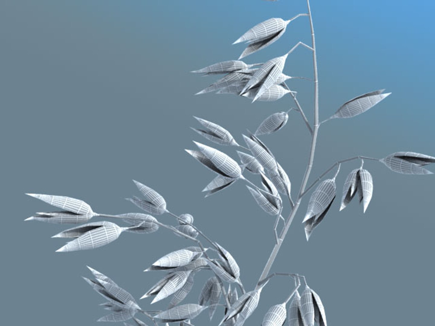 3d Model Of Oats