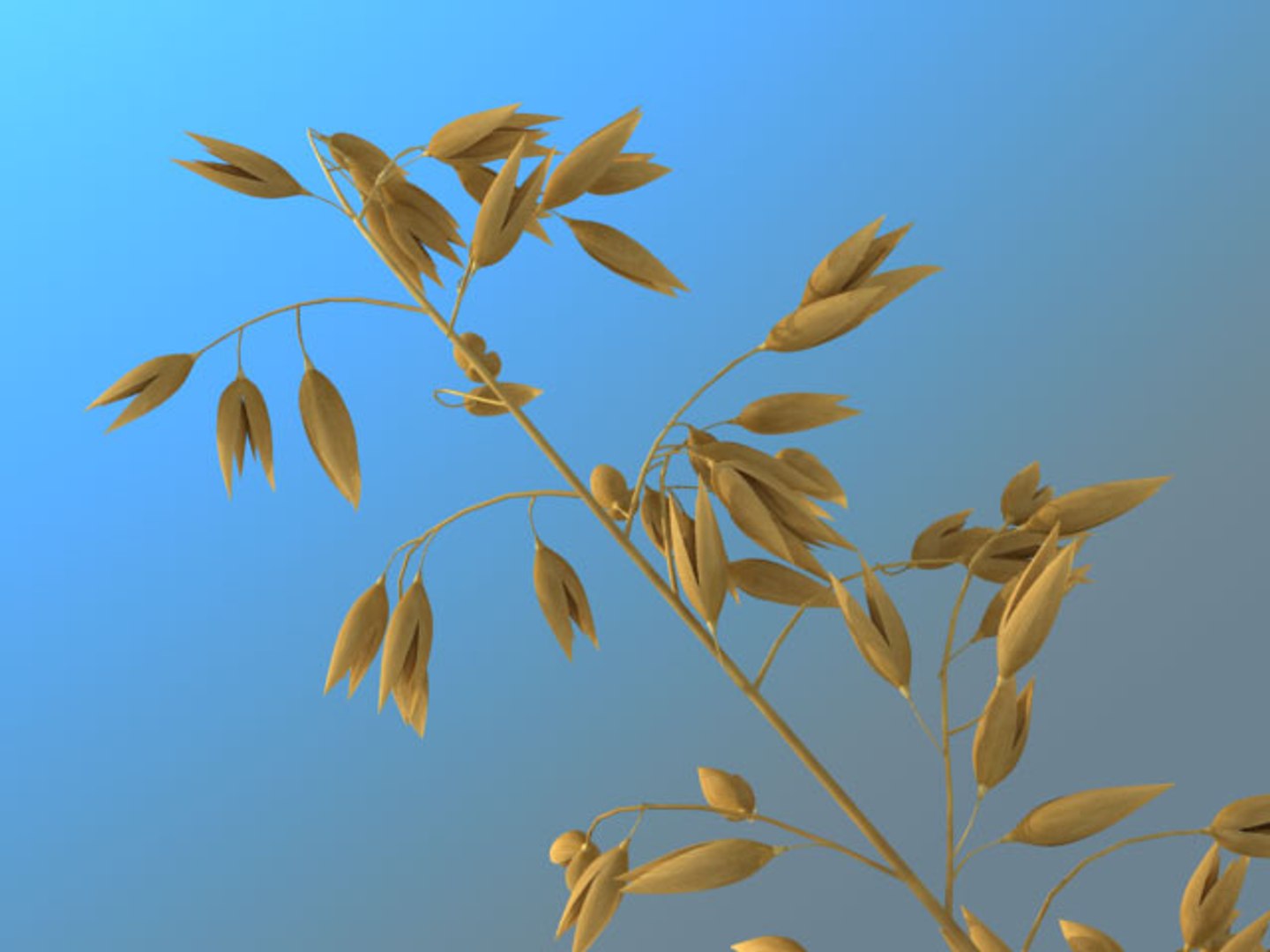 3d Model Of Oats