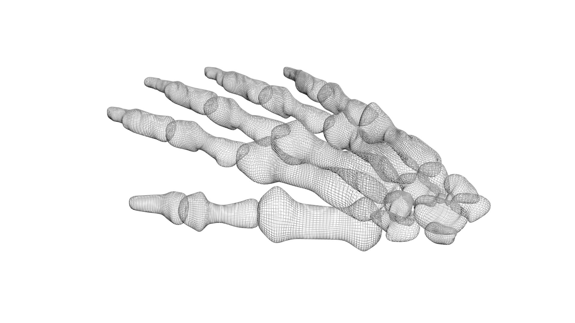 Hand Bones 3D Model - TurboSquid 1921061