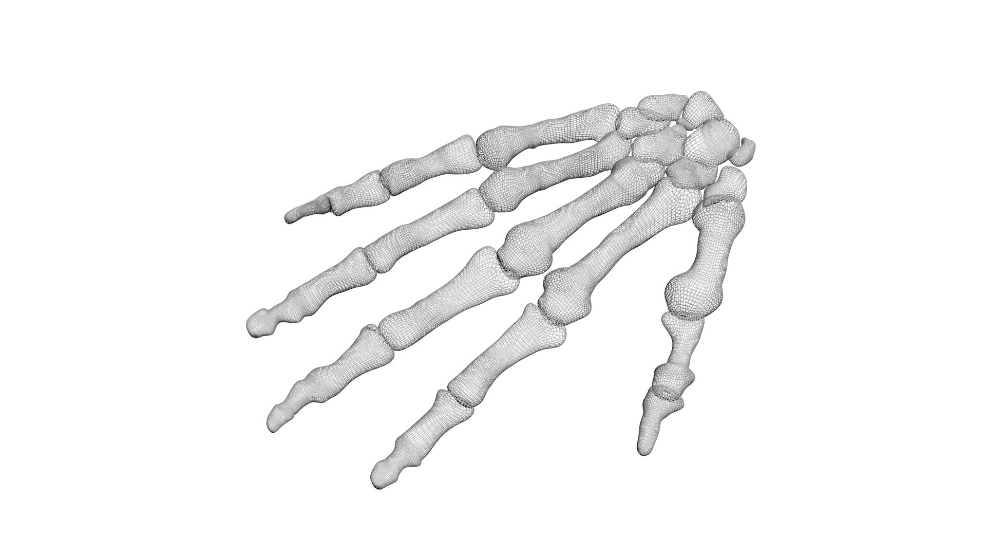Hand Bones 3D Model - TurboSquid 1921061