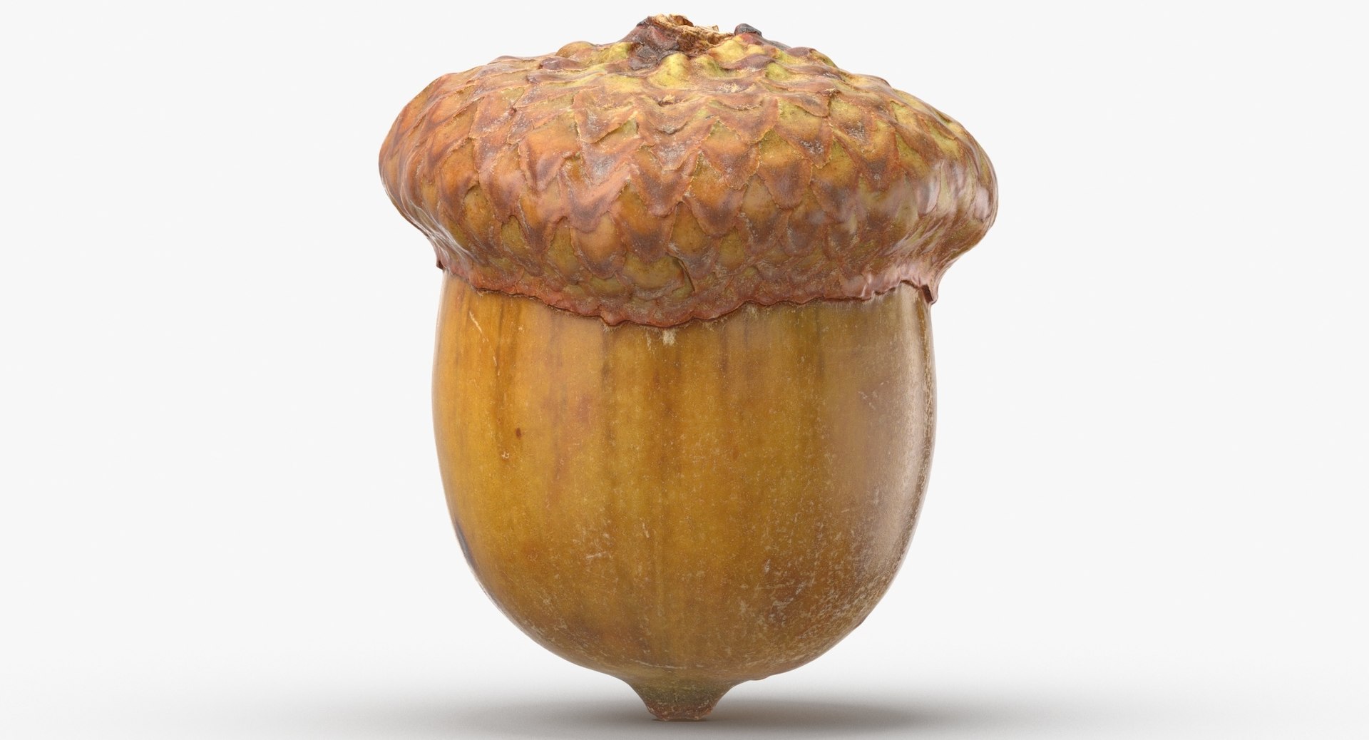 Acorn 03 - Laying And Standing 3D Model - TurboSquid 1885496