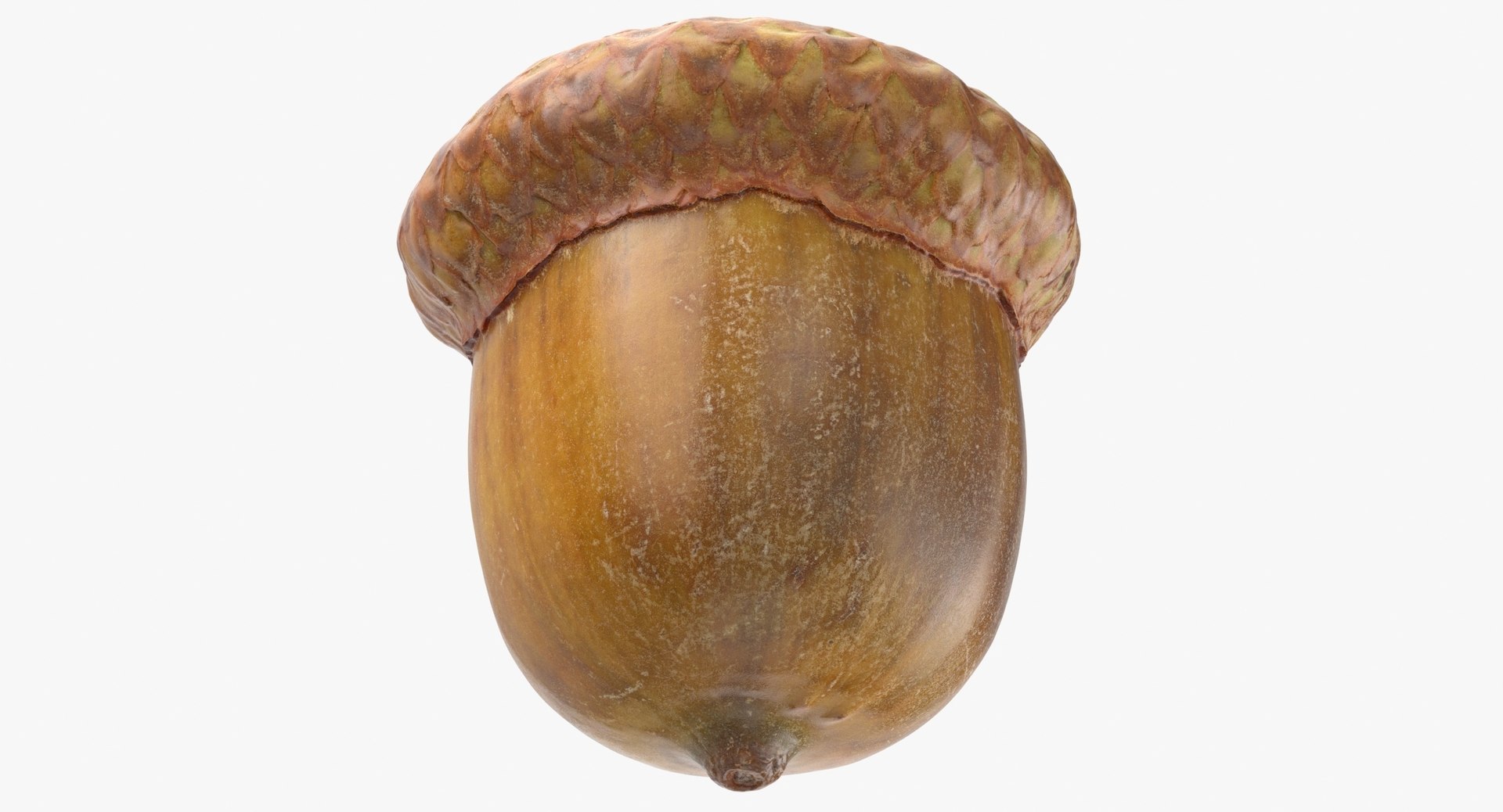 Acorn 03 - Laying And Standing 3D Model - TurboSquid 1885496