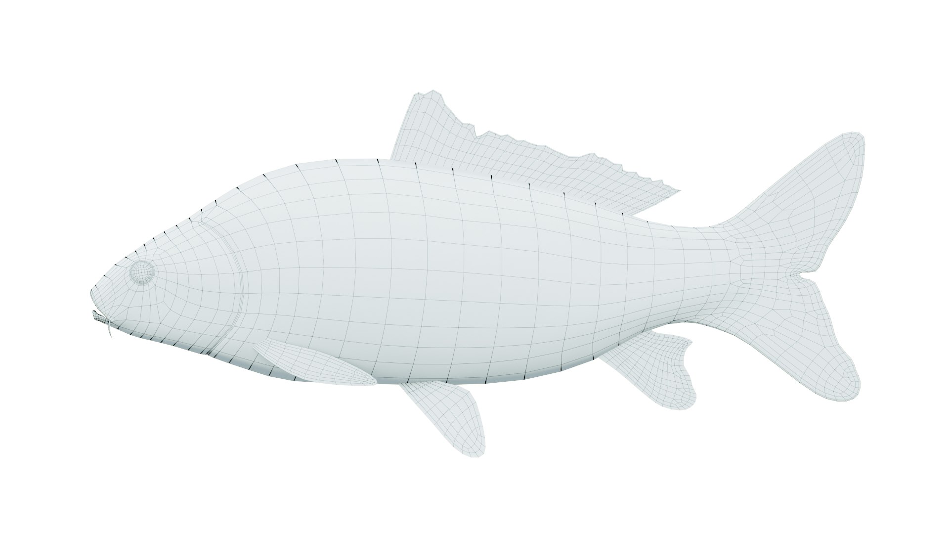 Freshwater Fish Carp 3D Model - TurboSquid 1854132
