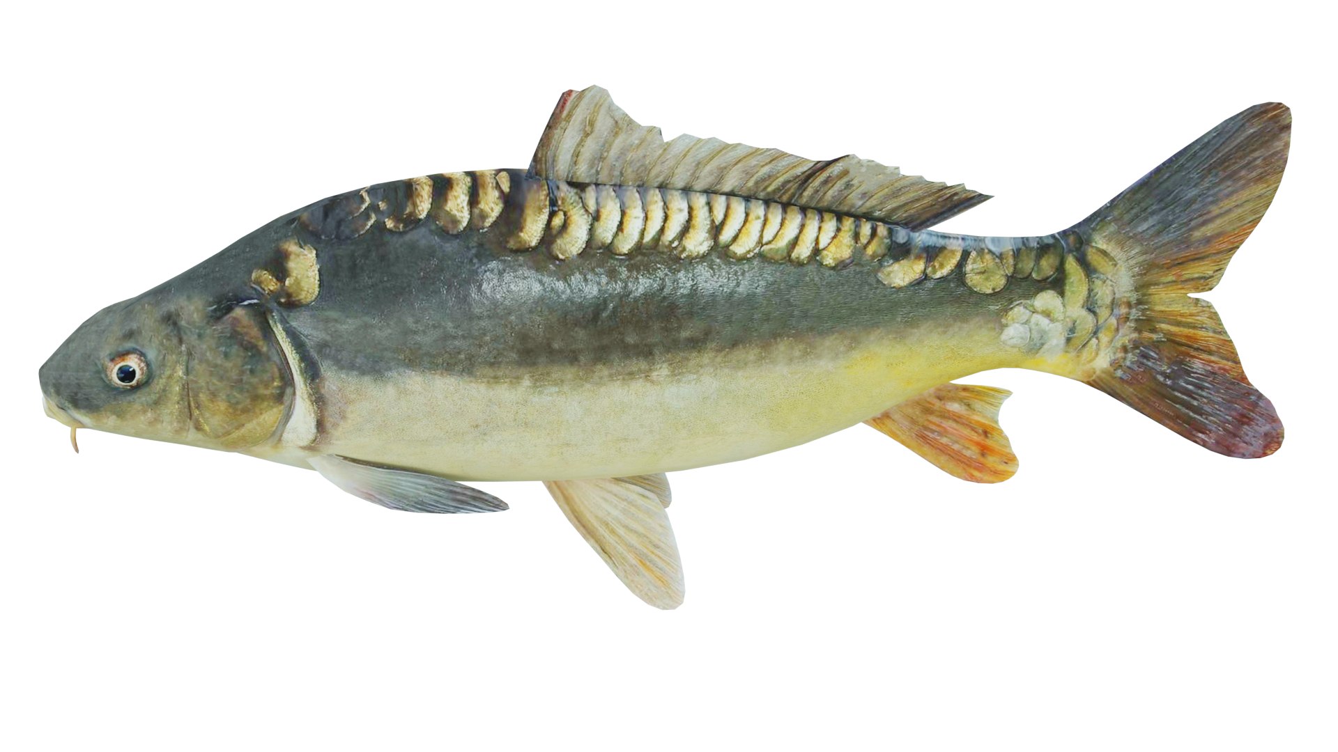 Freshwater Fish Carp 3D Model - TurboSquid 1854132