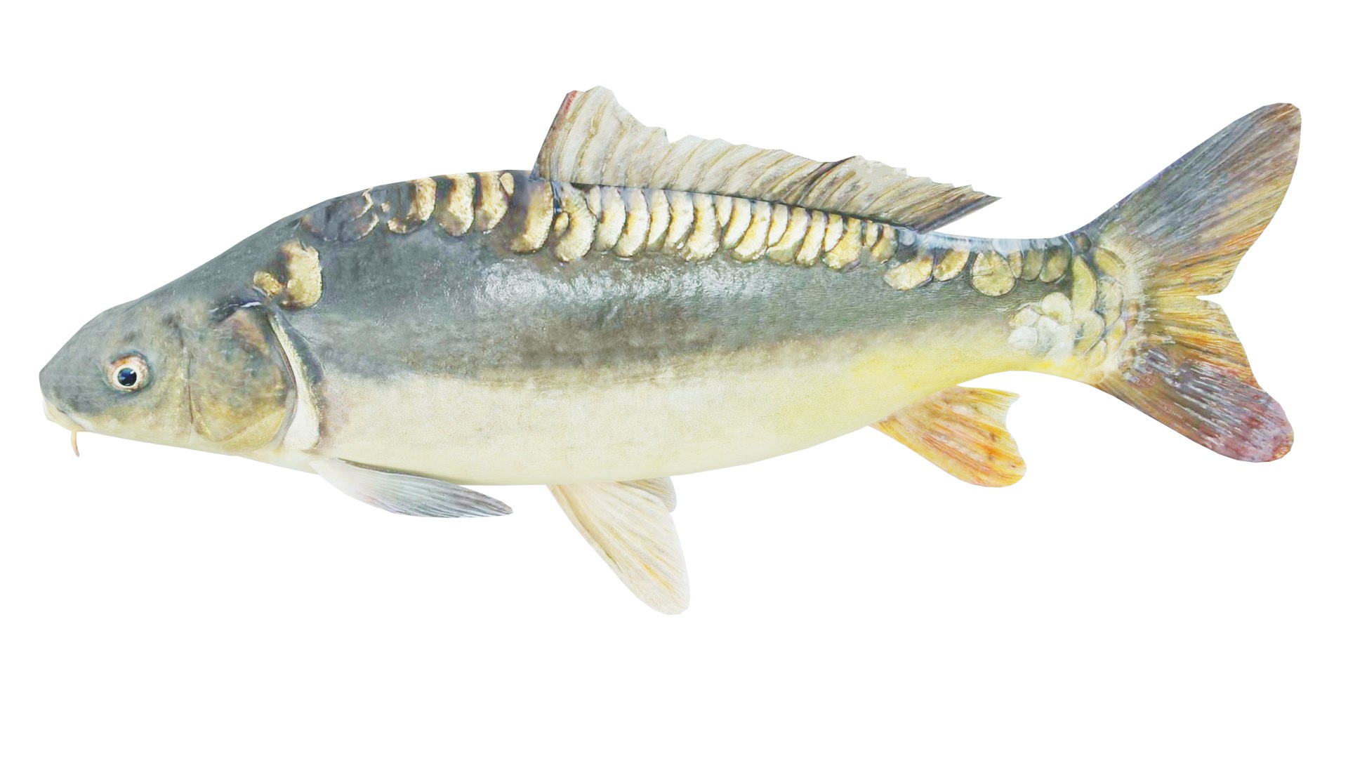 Freshwater Fish Carp 3D Model - TurboSquid 1854132