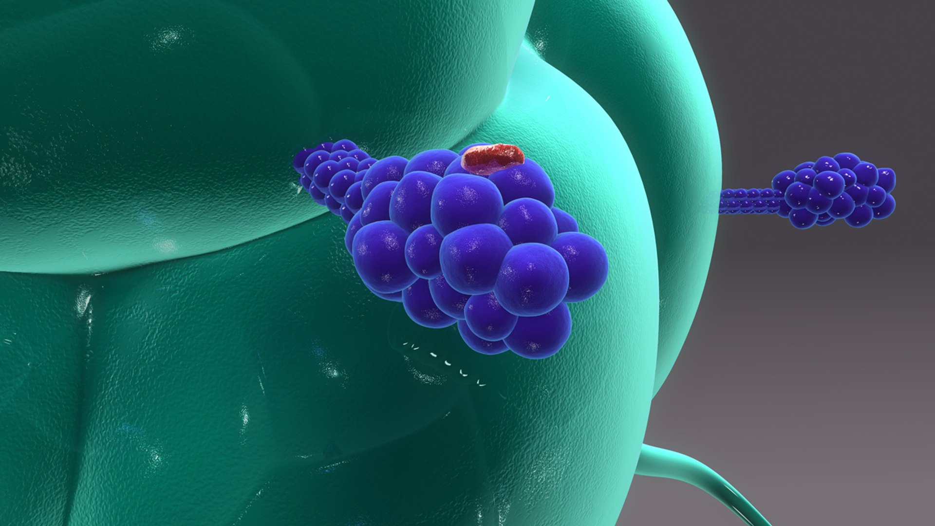 Macrophage Antigen 3d Obj