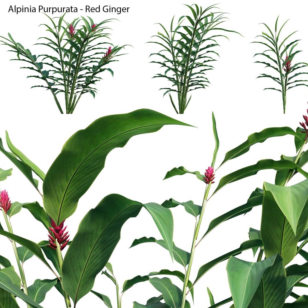 Alpinia Purpurata - Red Ginger 02 3D Model - TurboSquid 1988486