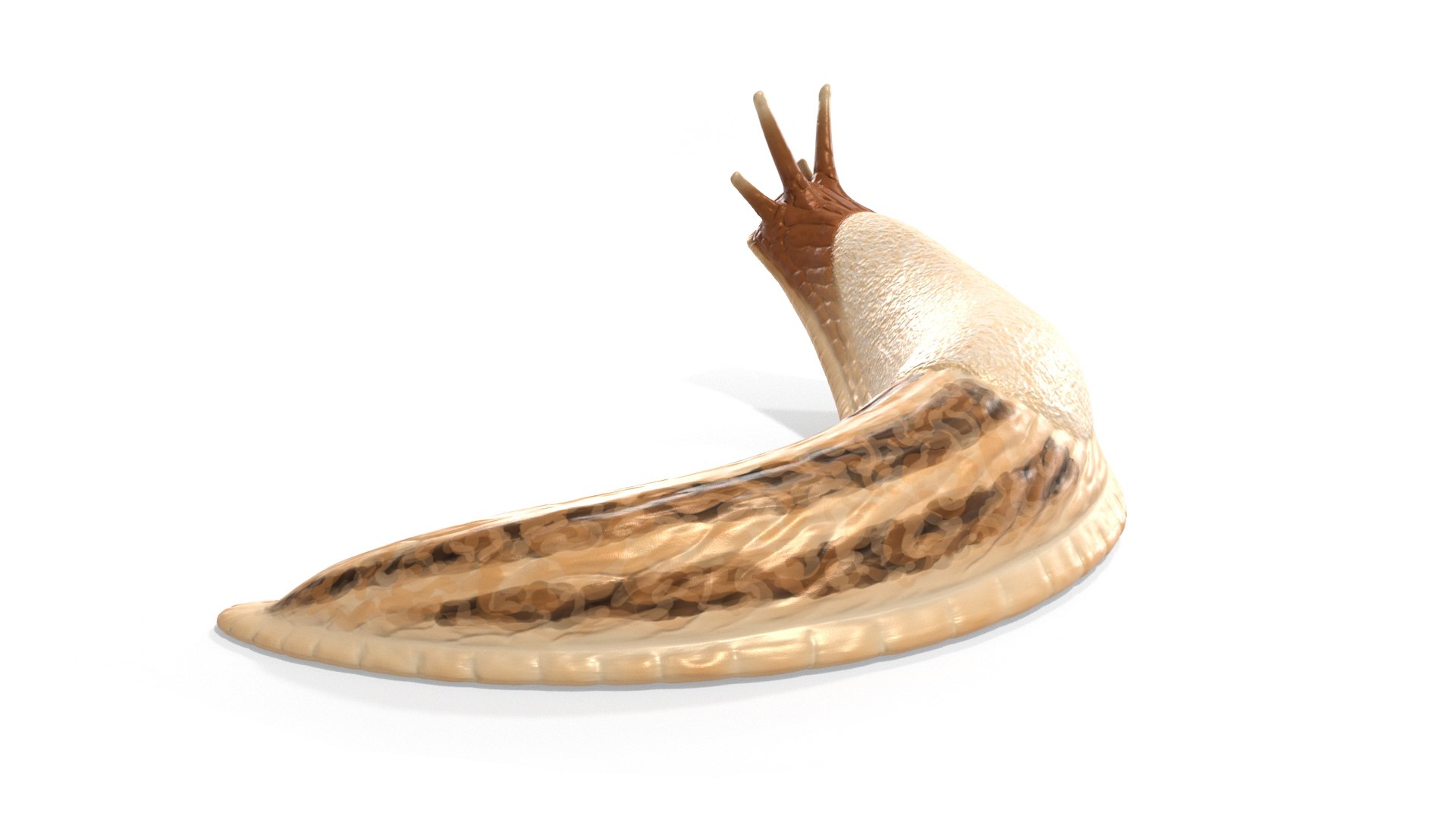 3D Model Slug - TurboSquid 2044541