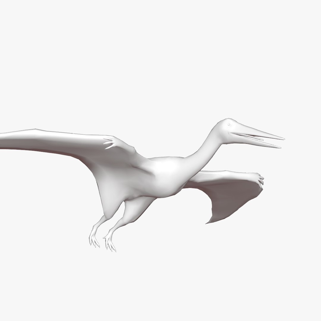 3D Alanqa Bird Base Mesh model - TurboSquid 2065121