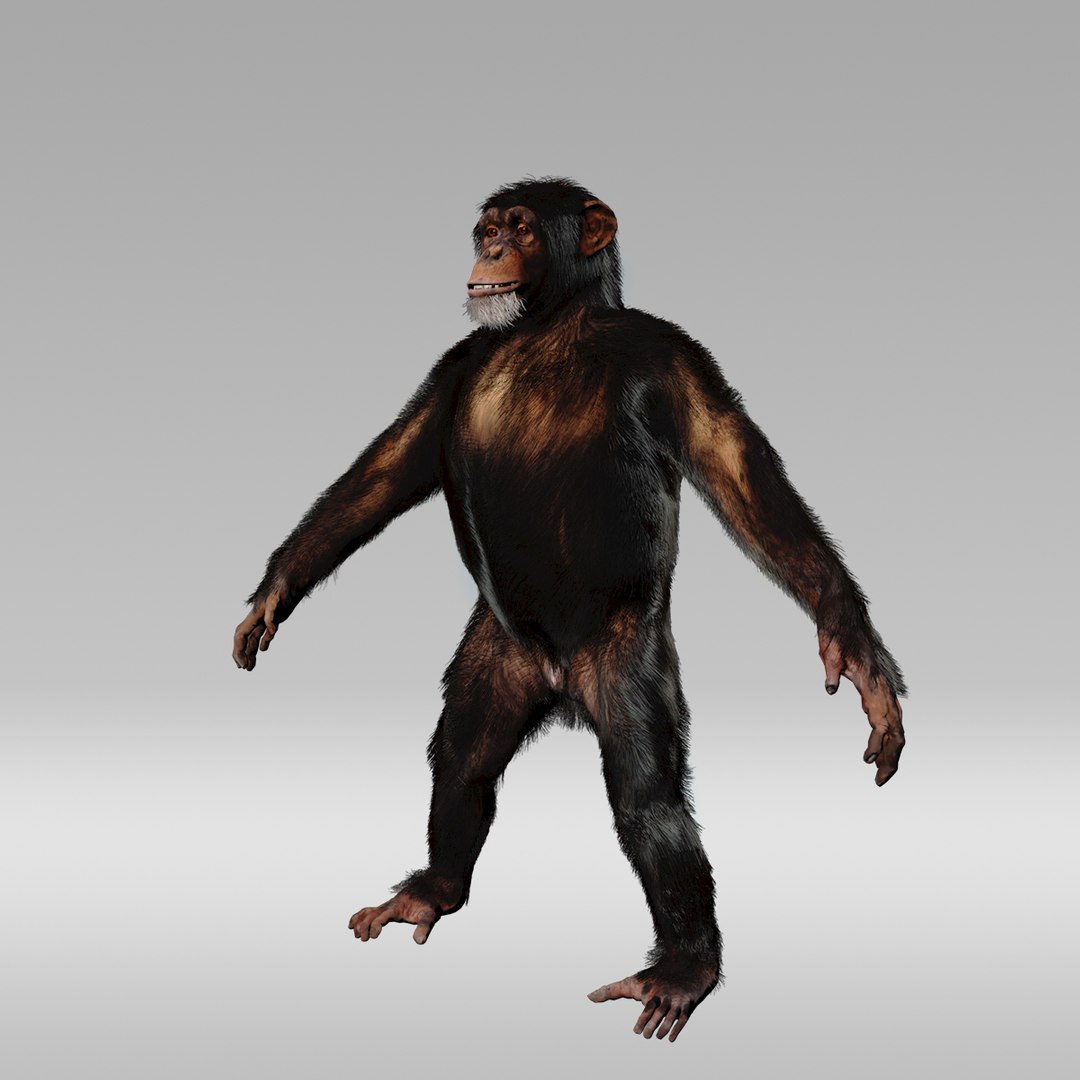 3D Chimpanzee Fur Rig - TurboSquid 1210158