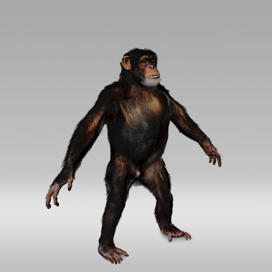3D Chimpanzee Fur Rig - TurboSquid 1210158