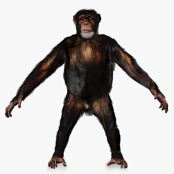 3D chimpanzee fur rig - TurboSquid 1210158