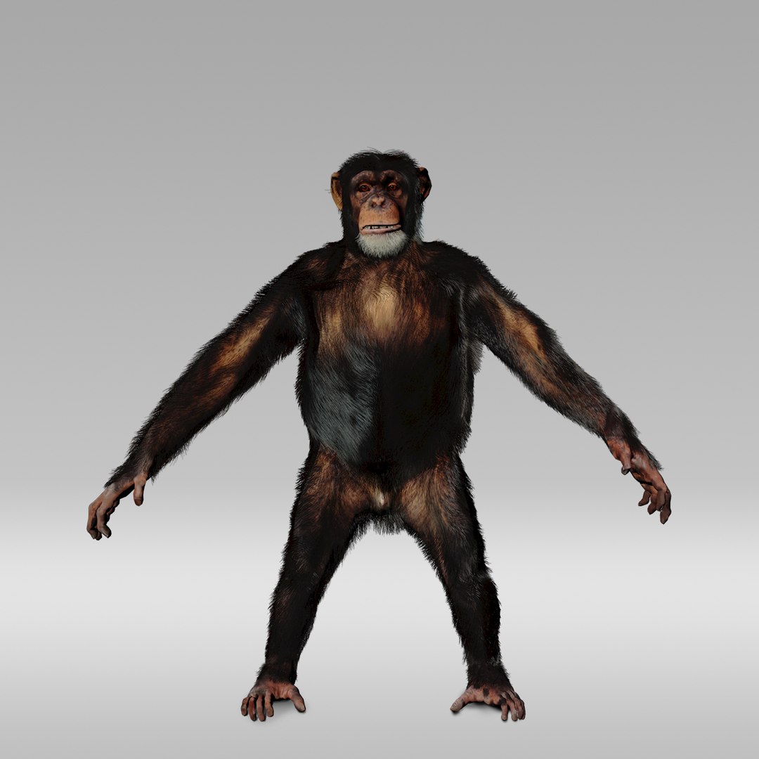 3D Chimpanzee Fur Rig - TurboSquid 1210158